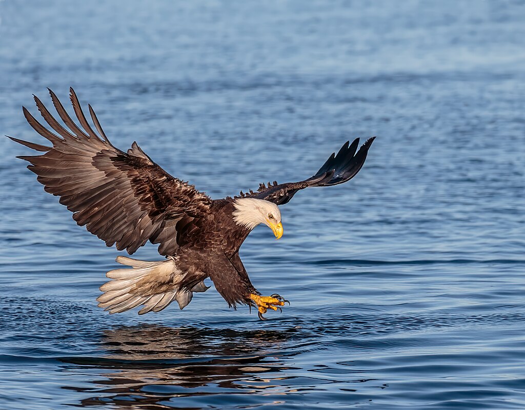 7 US states with biggest bald eagle populations