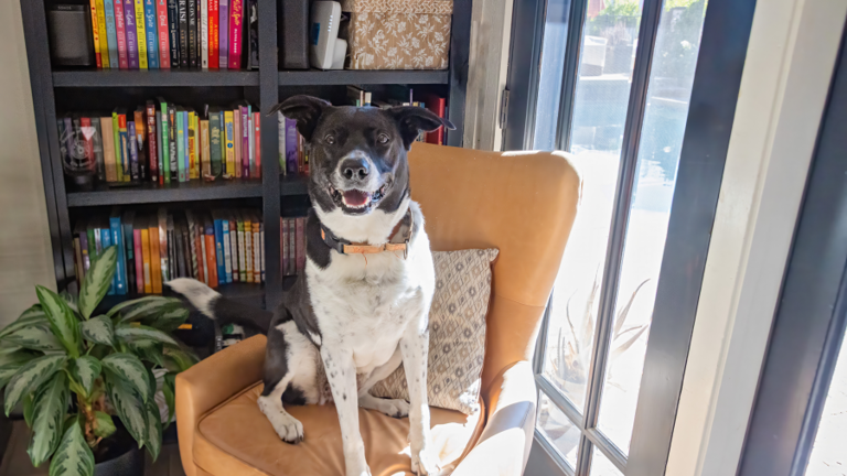 ‘Pollypalooza’: Los Angeles adoption center throws festival for longest ...