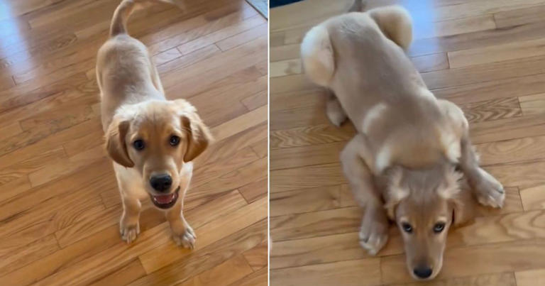Puppy is still learning how to use his legs in adorable video