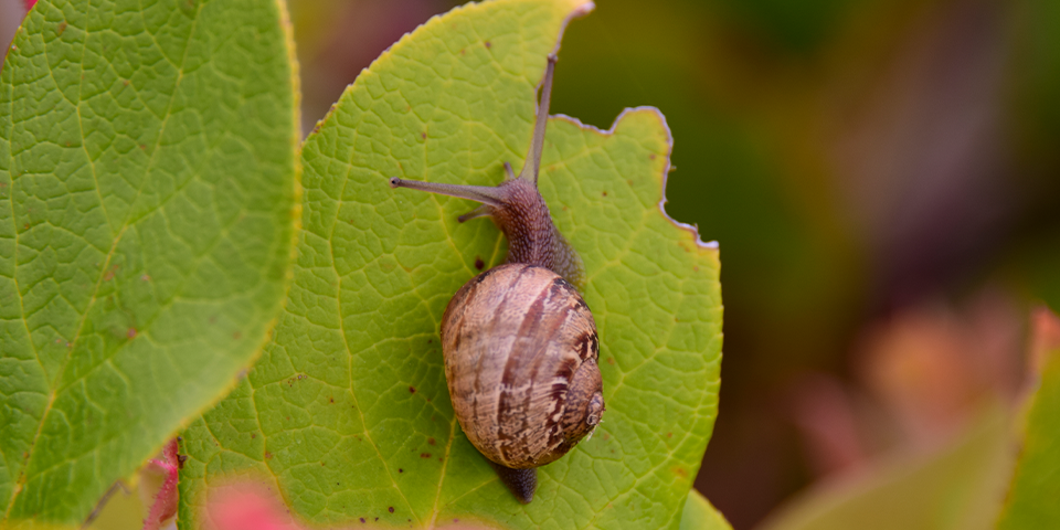 Kuriose Zeremonie: Katholischer Priester segnet Schnecke