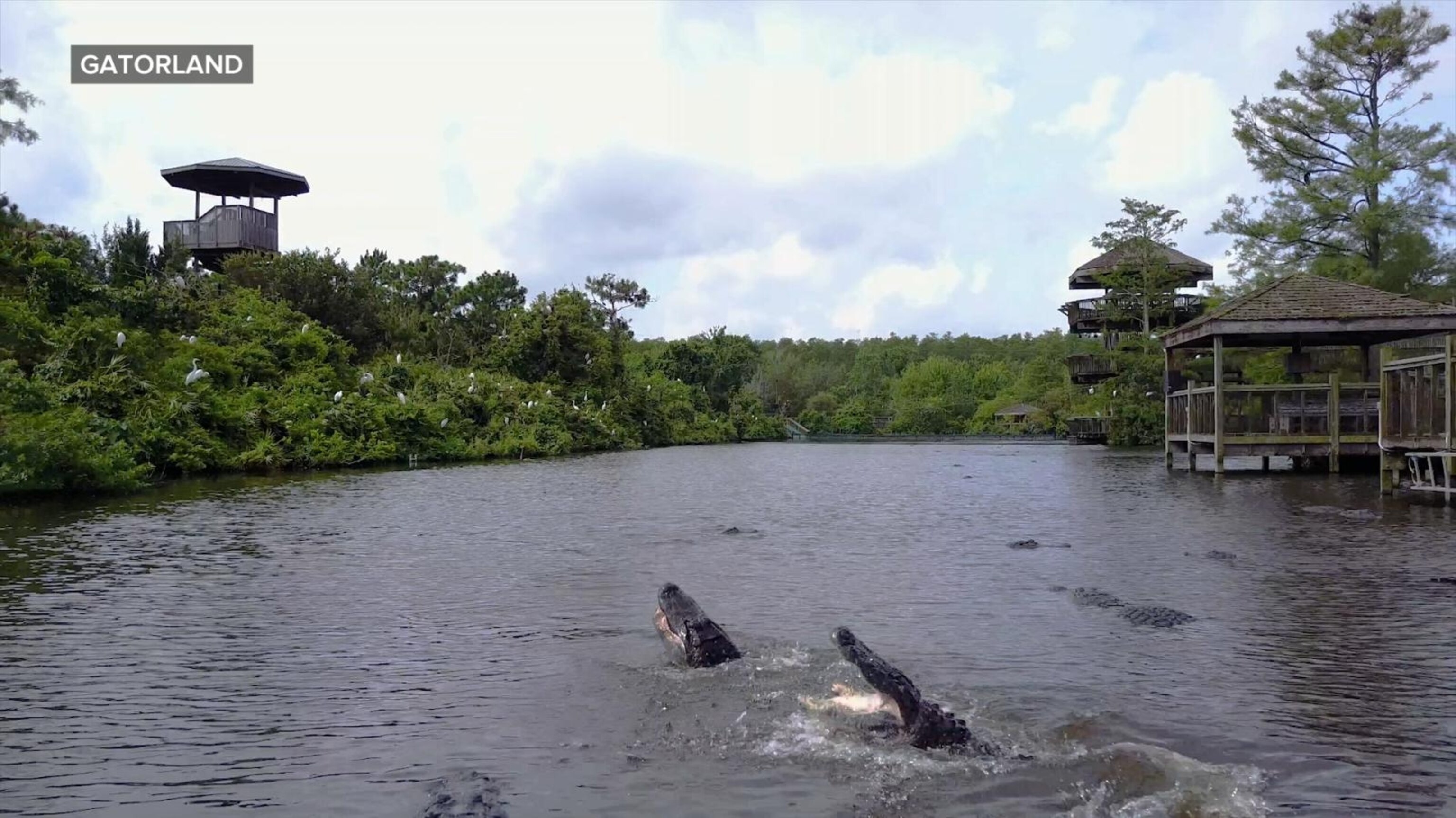 Going gaga for gators in Florida