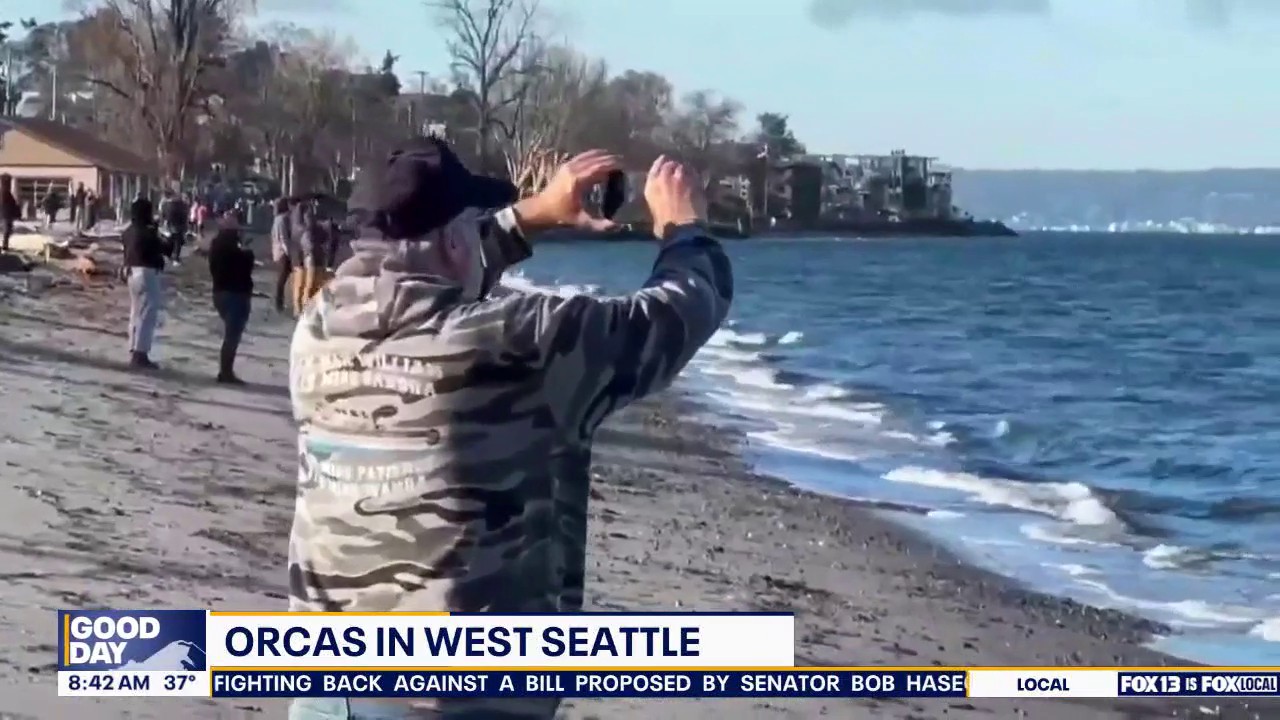 Orcas spotted in West Seattle