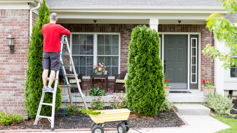 Plants you shouldn't grow right next to your house