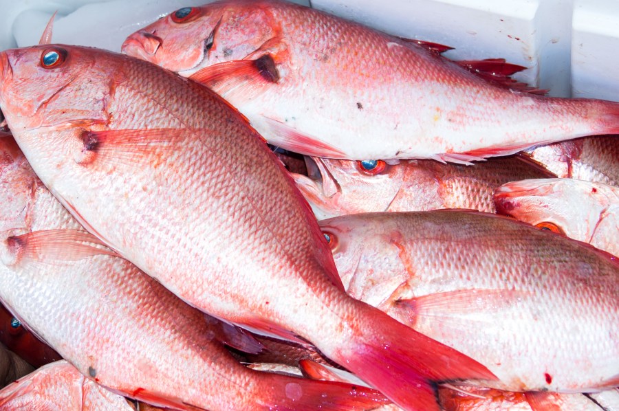 Lawmakers press NOAA to tackle illegal Gulf red snapper fishing