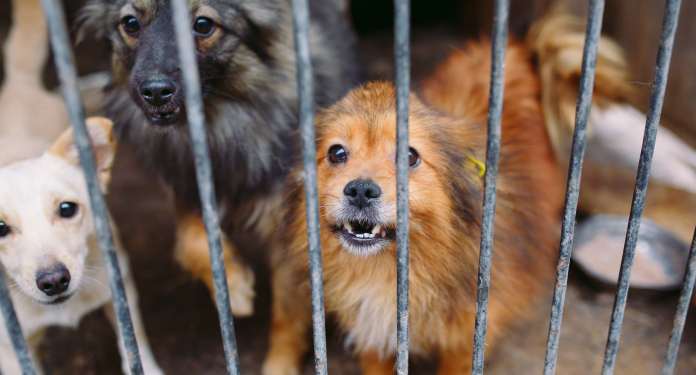 ¿Cómo denunciar casos de maltrato animal en México?