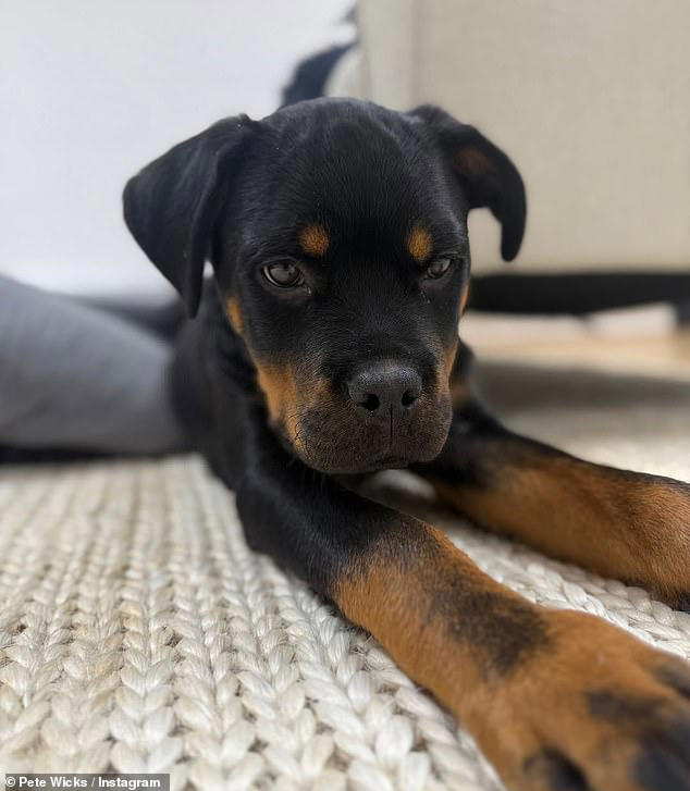 Pete Wicks introduces his new puppy to fans after the death of his dog ...