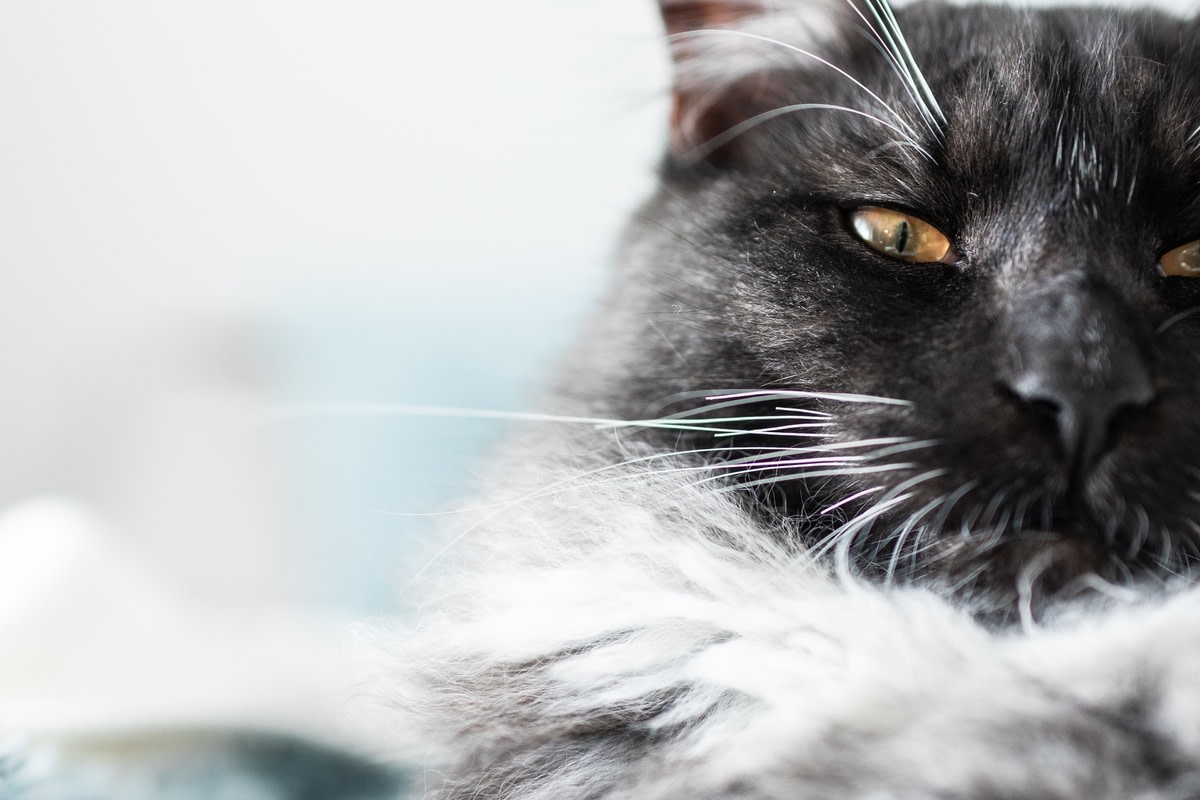 Black smoke Maine coon’s massive, magnificent paws are purrfection