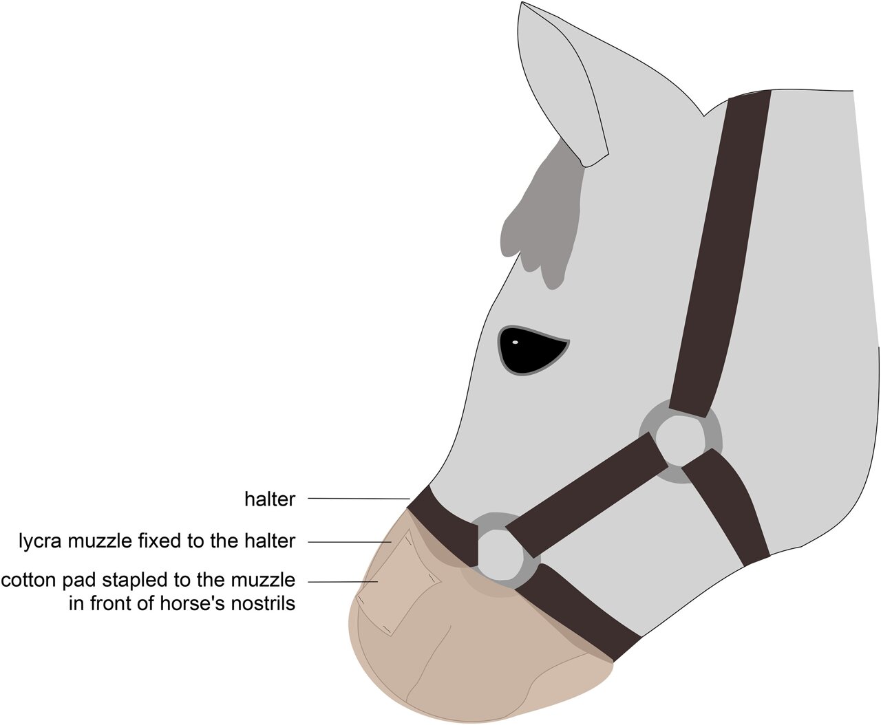 Horses can smell human fear when we sweat