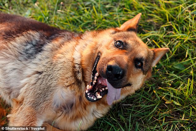 The happiest-looking dogs, according to science - so, do you agree with ...
