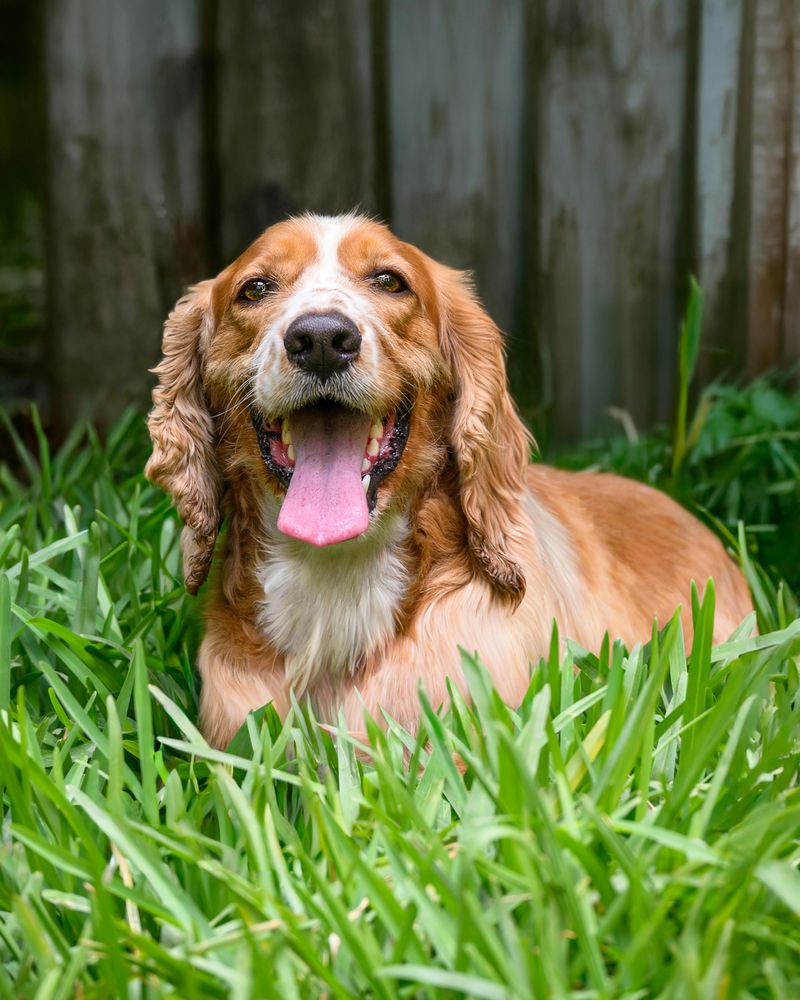 Ear infection magnet? 11 breeds with ears that need extra care