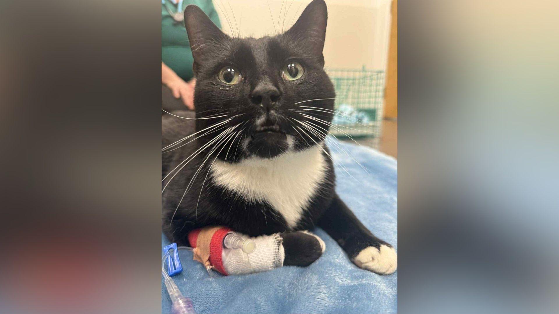 Cat hit by five vehicles home after 10 months