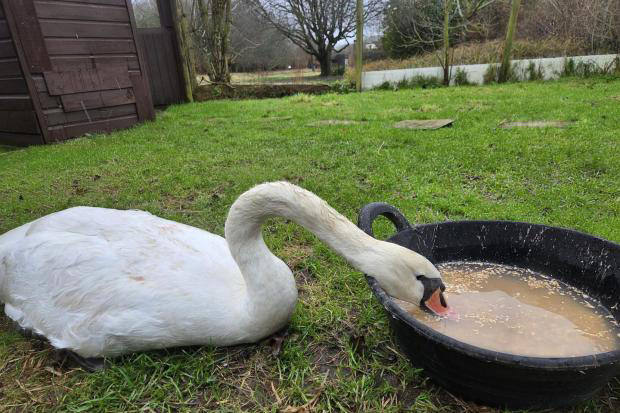 Swan found with fishing tackle stuck in wing rescued by animal centre