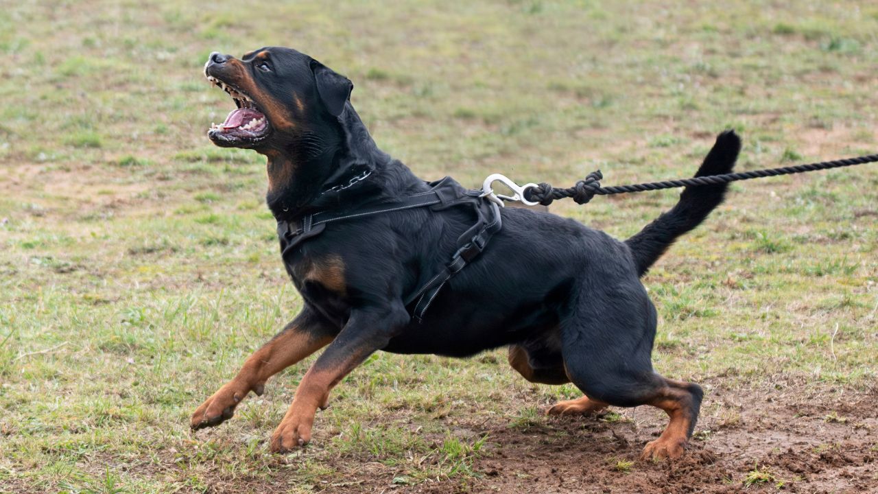 Bravest dog breeds: the ones that don’t back down