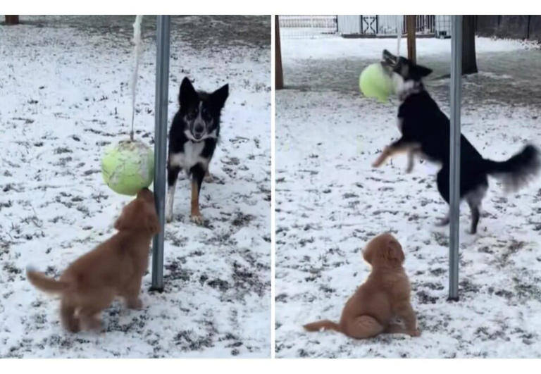 Tierna escena: border collie enseña a cachorro cómo jugar con pelota y ...