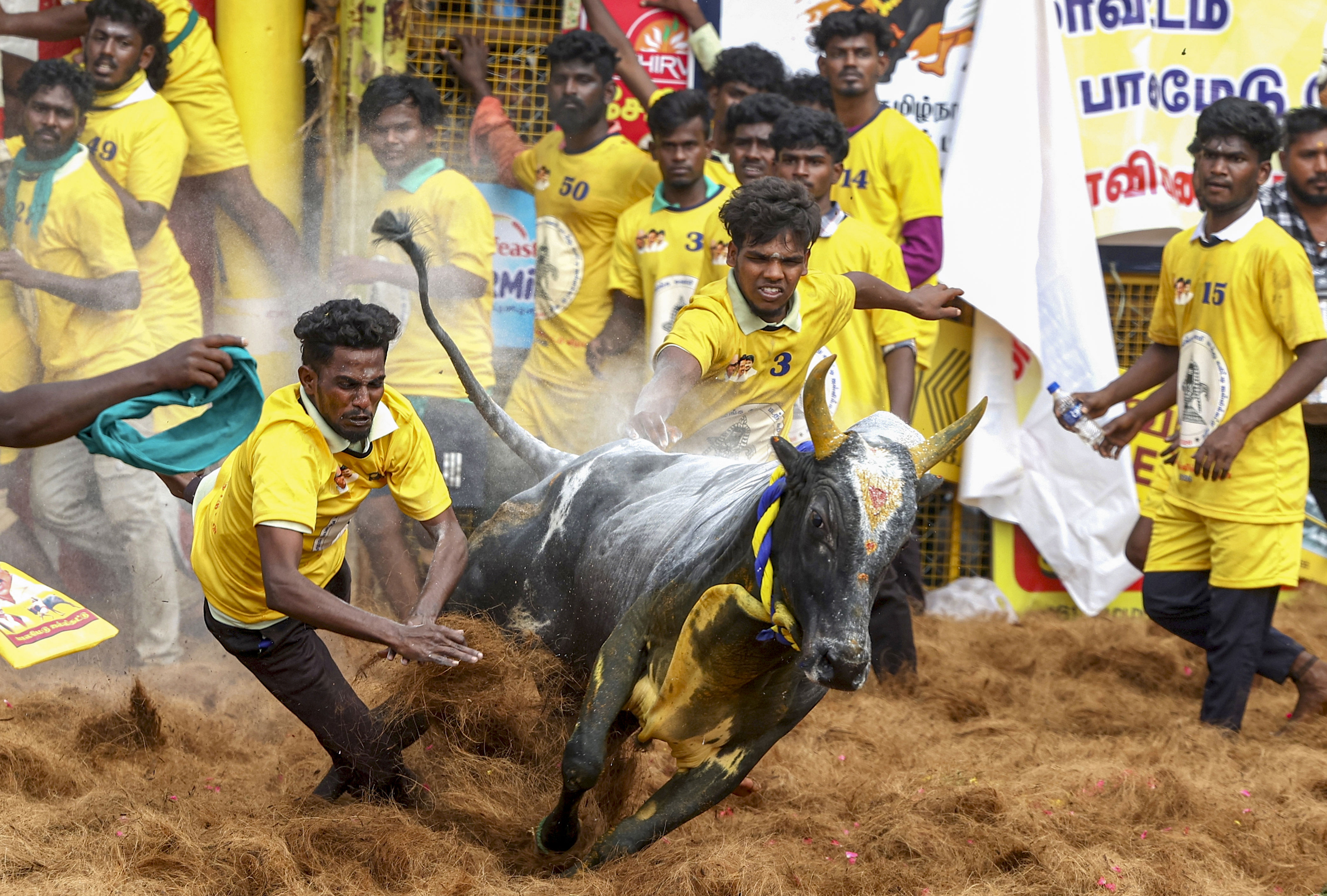 Bulls steal the show at Alanganallur jallikattu, TN CM announces govt ...