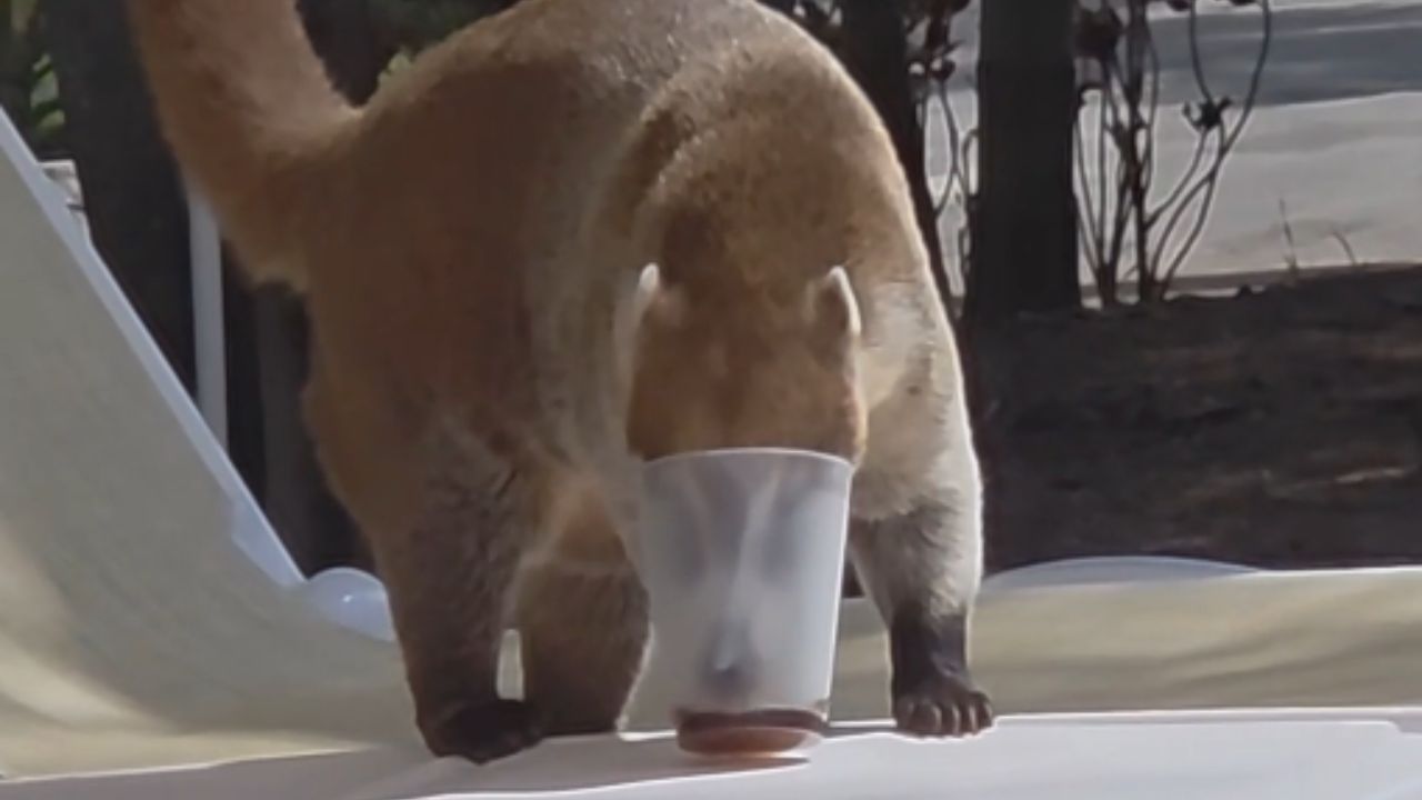 Coati hits full thirst mode and sips from a glass without hesitation