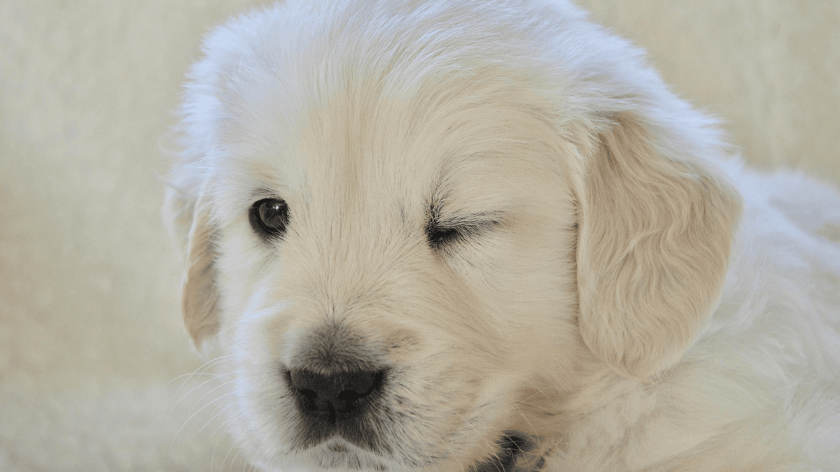 7 reasons why everyone loves golden retrievers