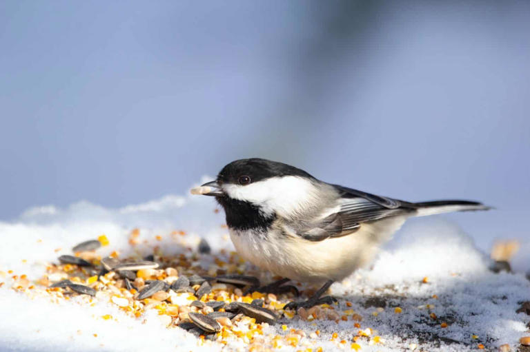 Survive or starve: How chickadees rewrite their brains each winter