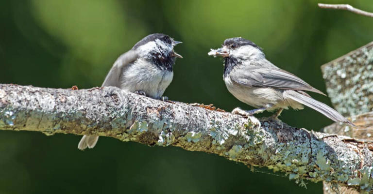 Survive or starve: How chickadees rewrite their brains each winter