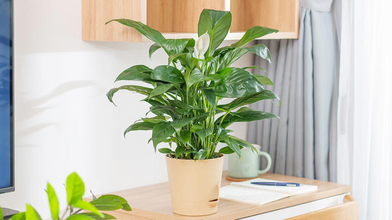 Your peace lily won't survive winter if you don't change these 5 things
