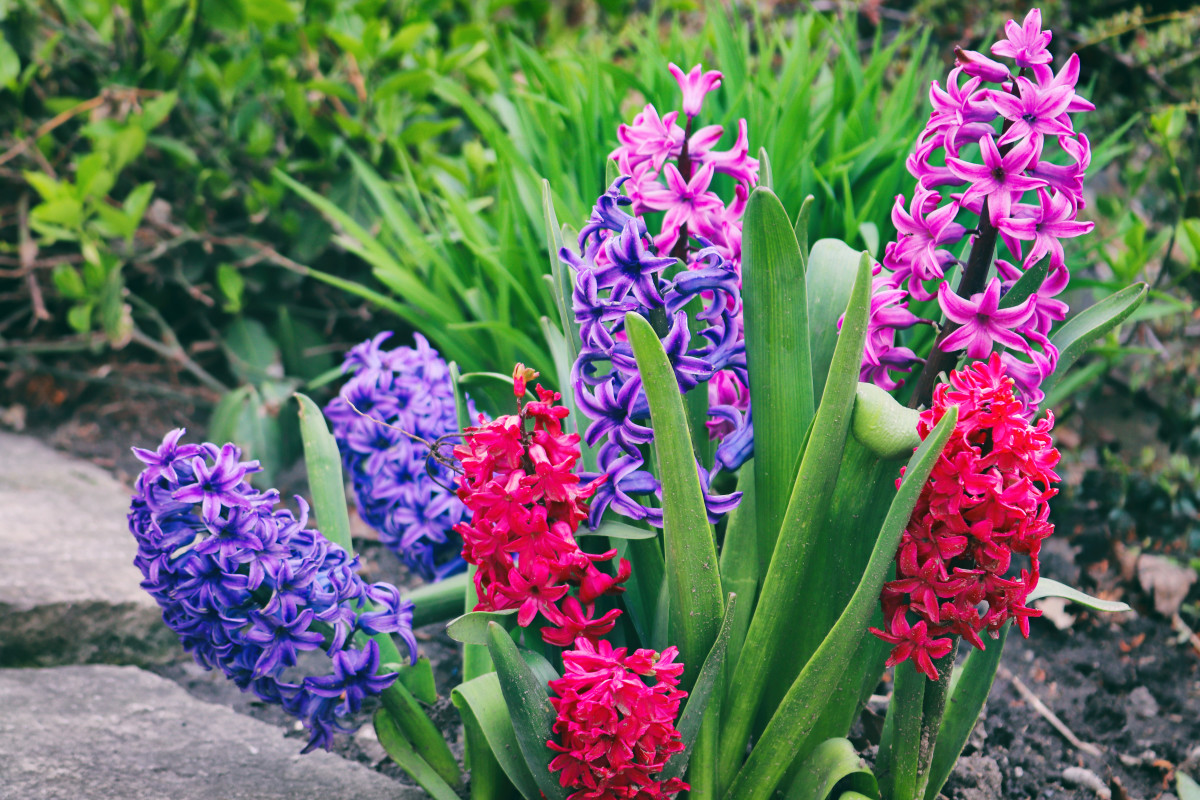 How to grow and care for hyacinths, according to gardening experts