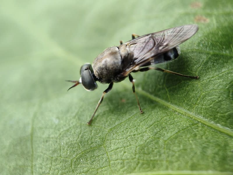 Maggot protein may be the next sustainable superfood
