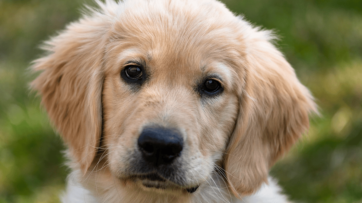 7 reasons why everyone loves golden retrievers
