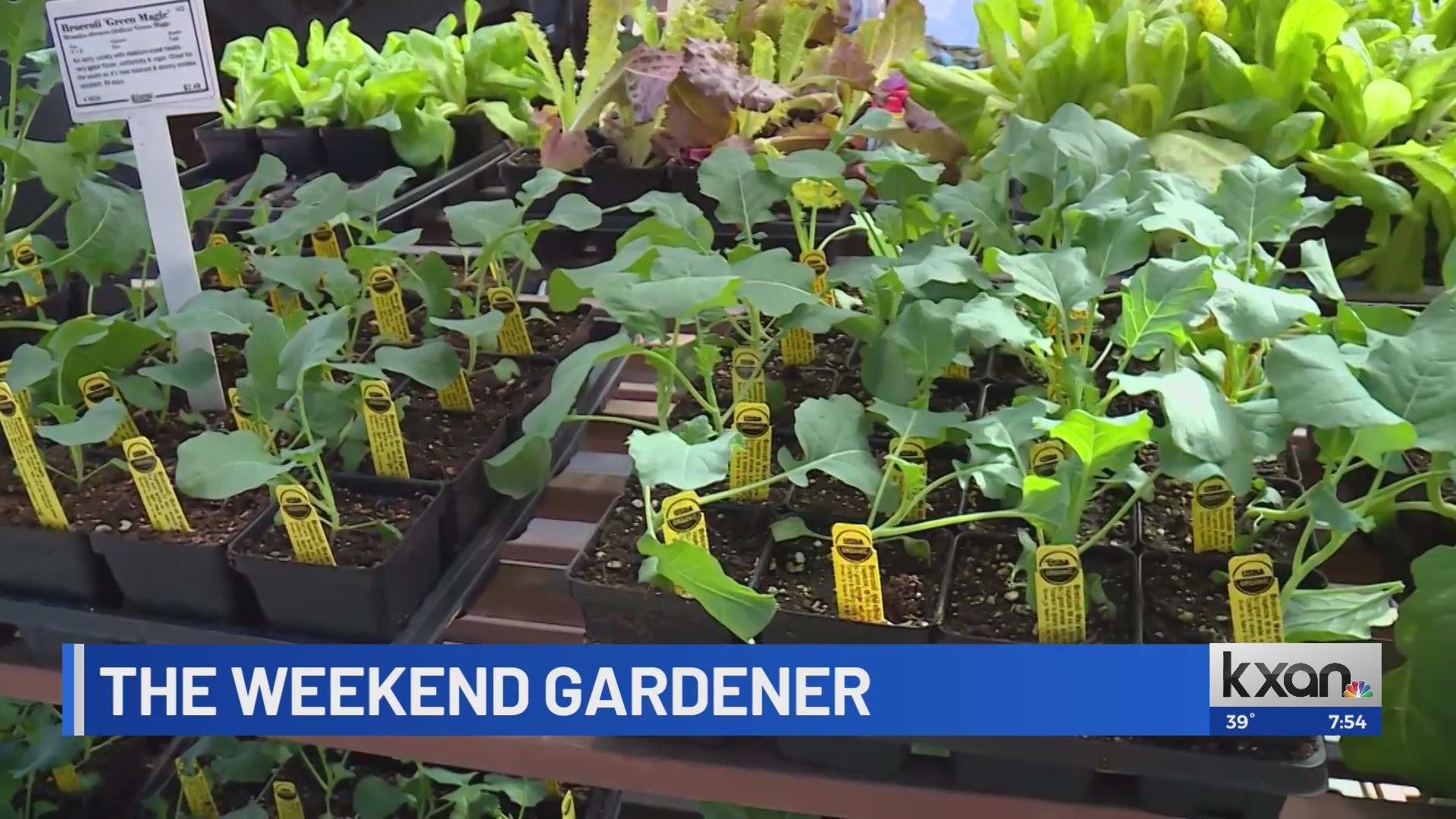 The weekend gardener