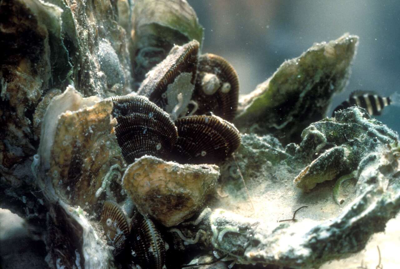 Texas Parks and Wildlife closes oyster harvesting area in Matagorda Bay