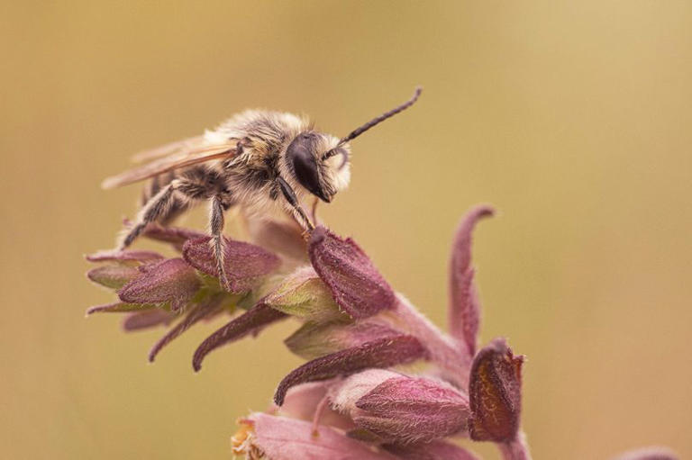 Rare bees discovered in Cornwall at Godrevy near Gwithian beach