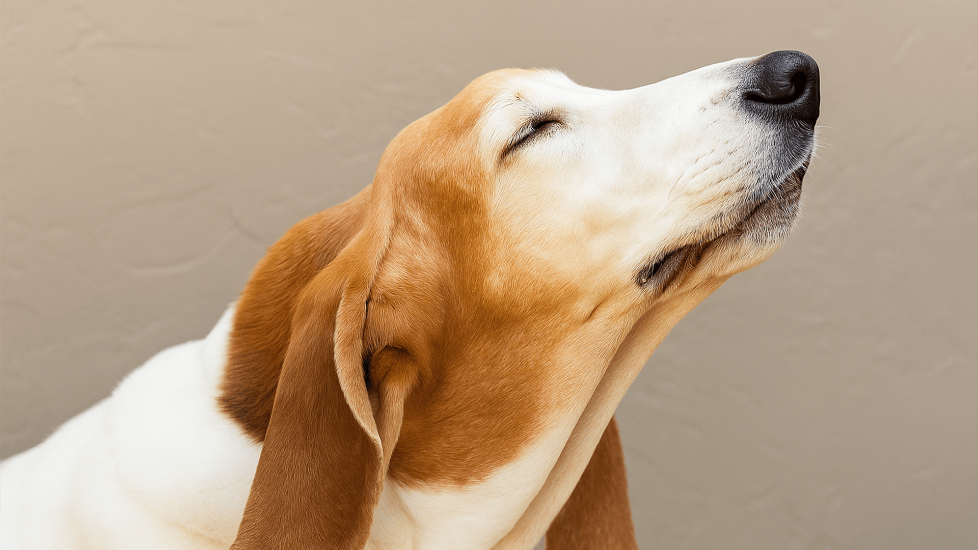 Dog enjoying life with eyes closed