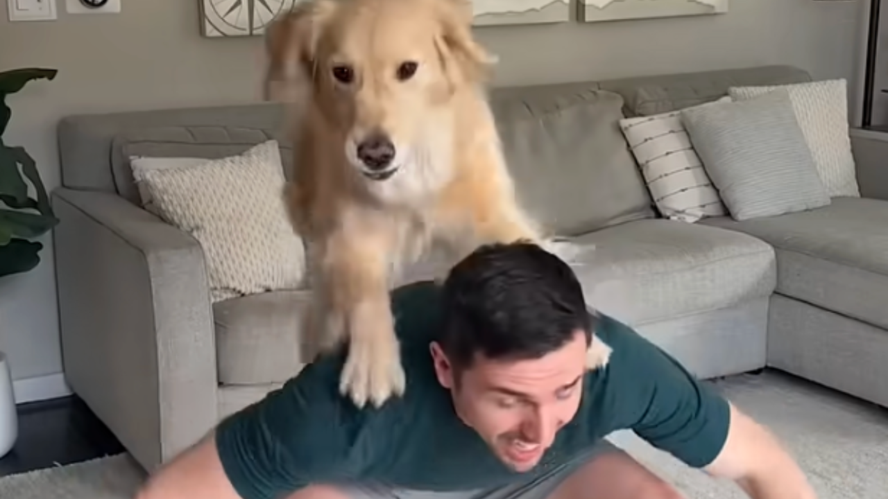 My dog’s first jump lesson