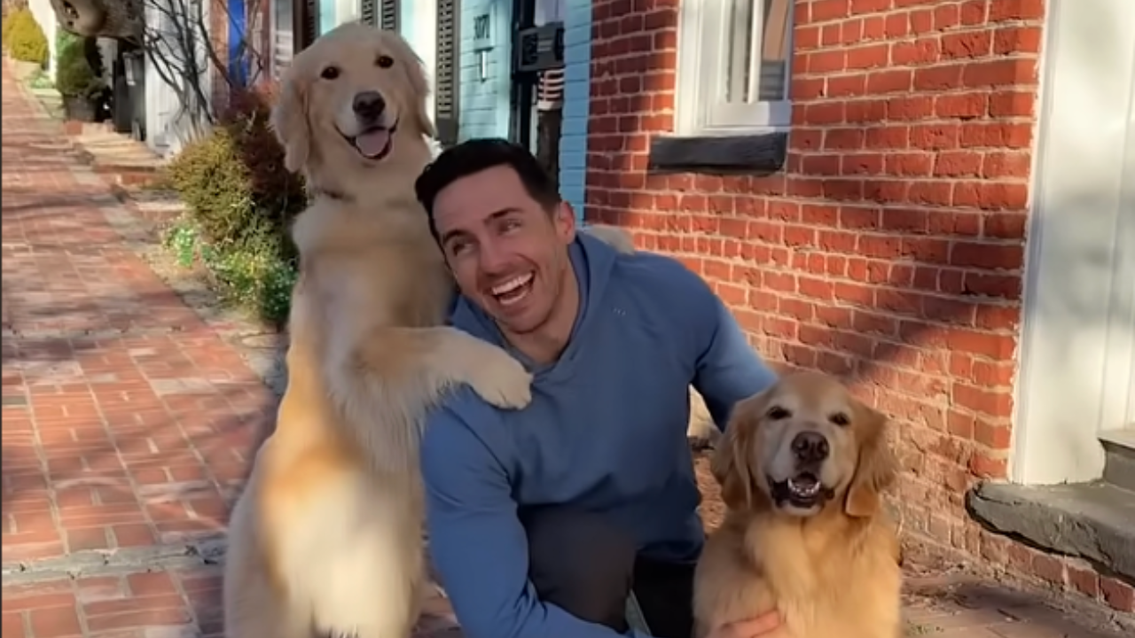 Hugging dogs around DC