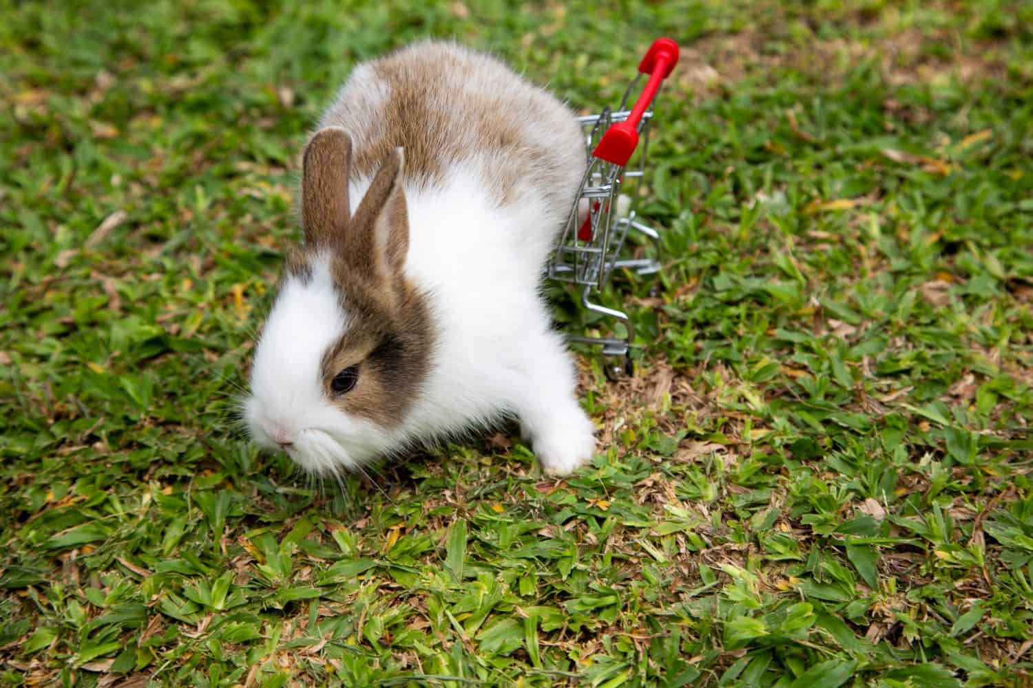 How a paralyzed rabbit outruns her limits—on wheels