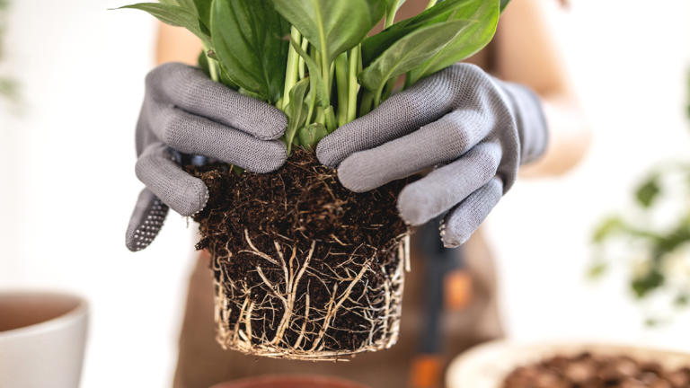 Peace lily leaves drooping? 3 causes and quick fixes