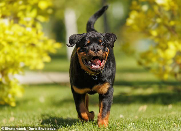 The happiest-looking dogs, according to science - so, do you agree with ...