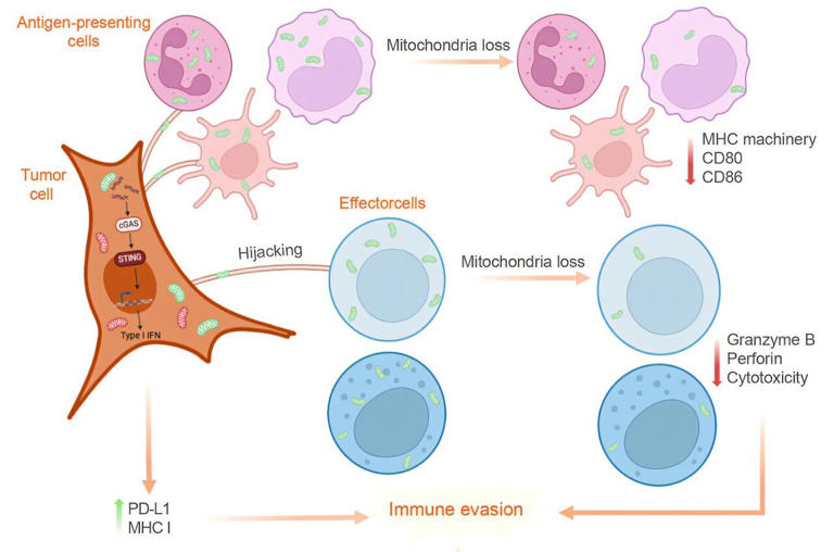 Tumor cells steal immune mitochondria to aid lymph node spread