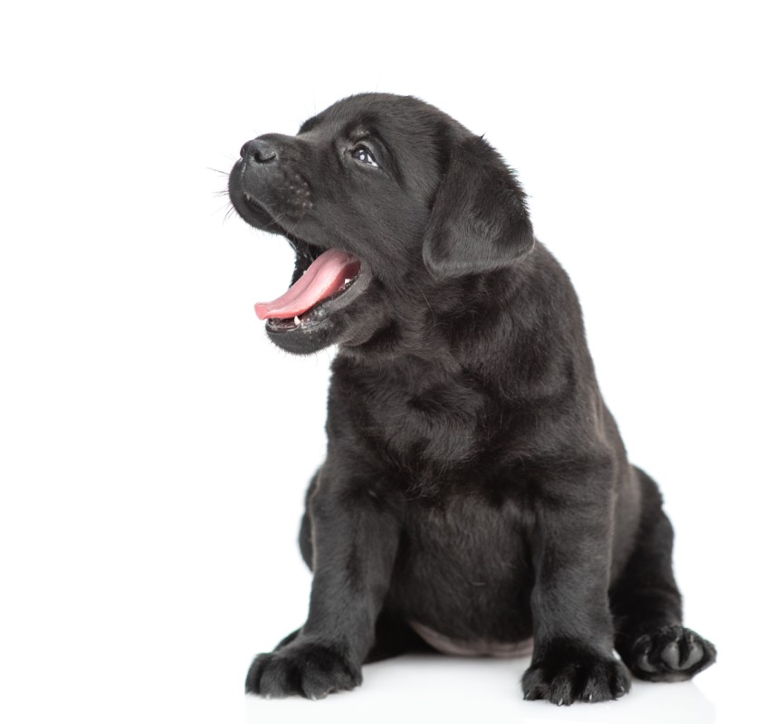 Foster dad straps black Labrador puppy to his chest to go shopping at ...