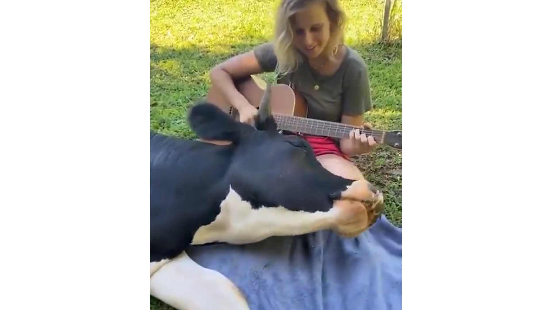Cows love music & it is the wildest thing to watch 🐮