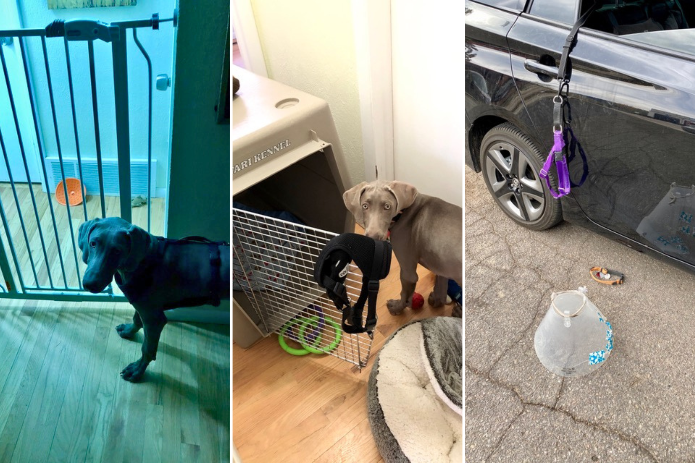 Dog dubbed Houdini as she can escape anything wins pet of the week
