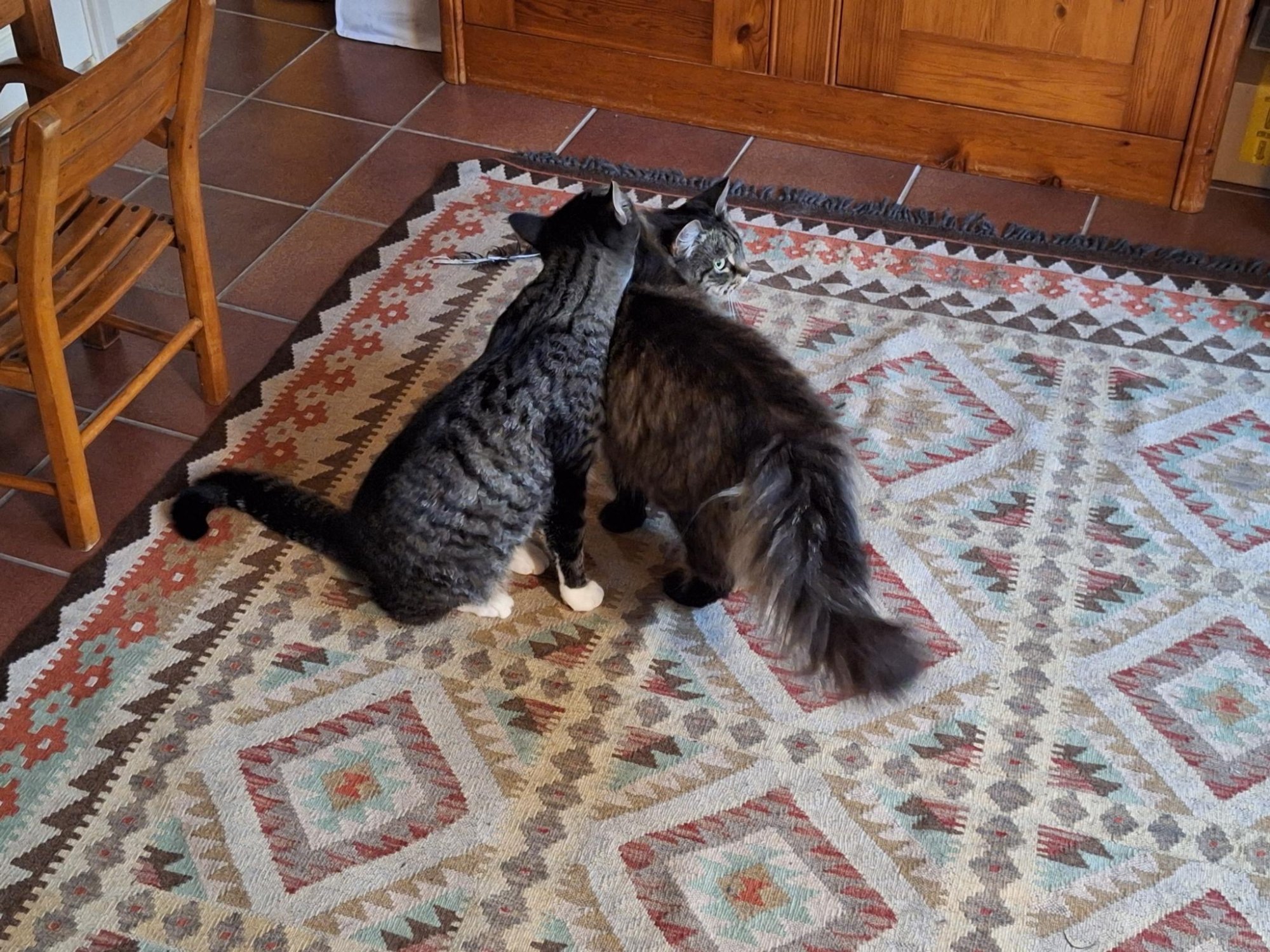 Katten Doerak en Cara nog vermist na explosie in Utrecht: 'Vreselijk gemis'