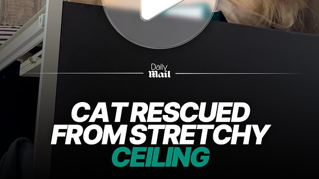 Cat rescued after getting stuck in stretchy ceiling