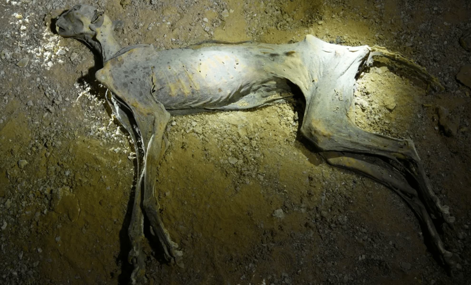 4,000-year-old mummified cheetahs found in Saudi cave rewrite the ...