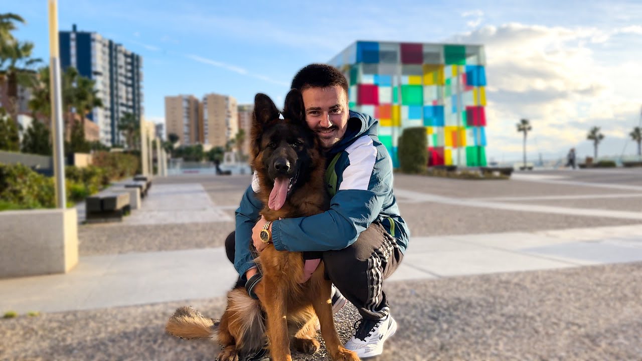 German shepherd puppy walks with main character energy