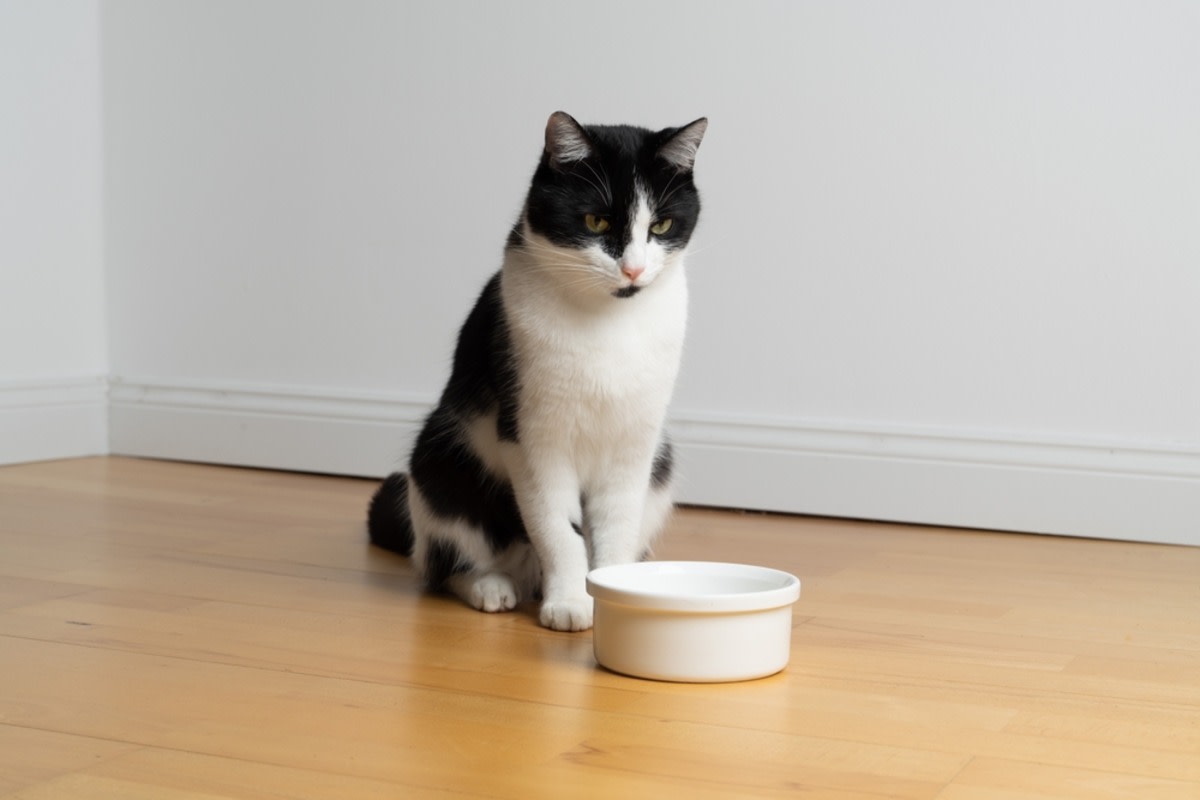 Tuxedo cat is the picture of disappointment after hearing the can opener