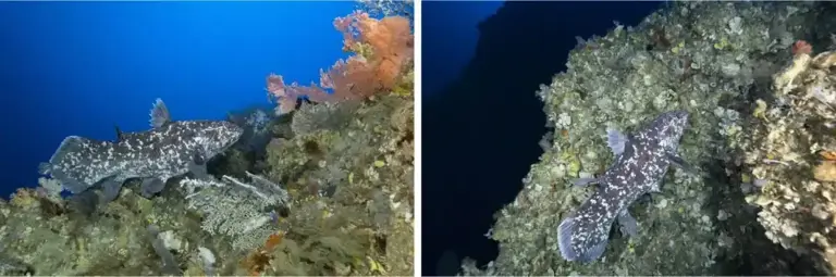 Divers capture rare footage of a “living fossil” 145 meters below the ...