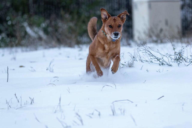 Here's how to keep pets warm with freezing temperatures coming to Austin