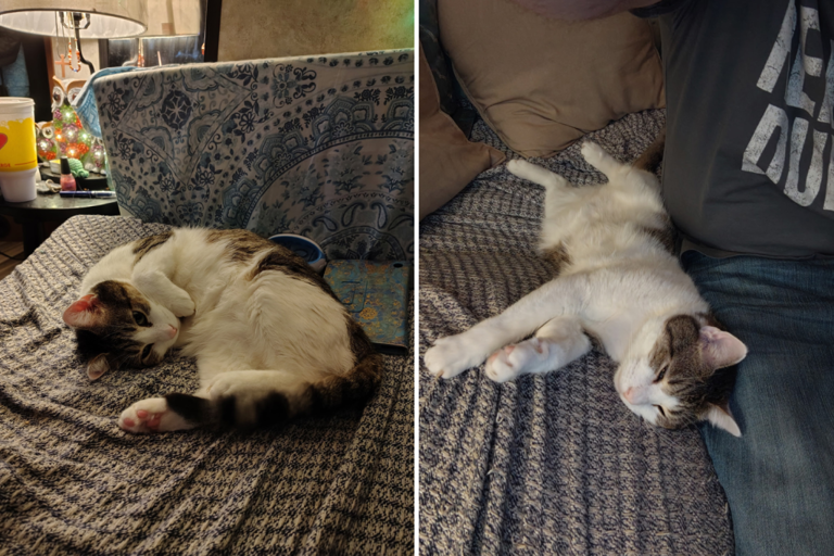 Dog dubbed Houdini as she can escape anything wins pet of the week