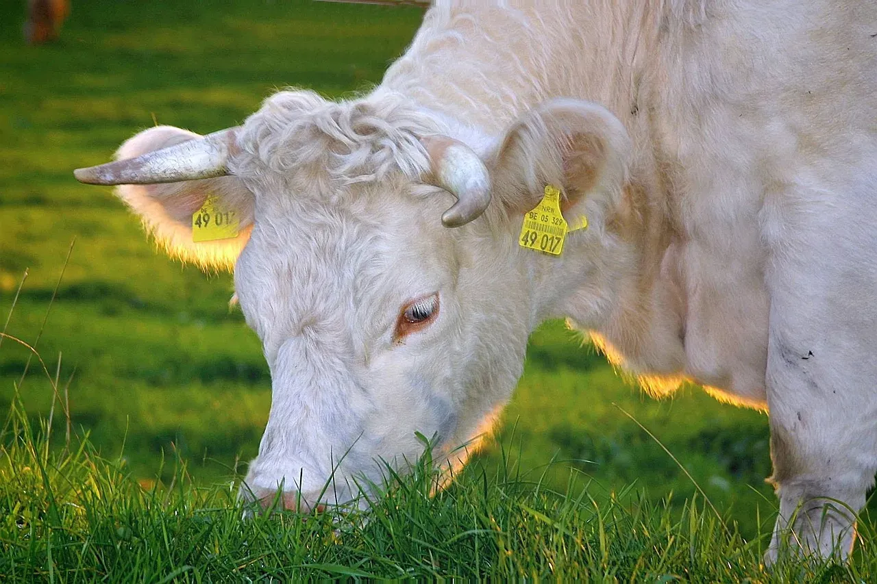 Everything you've been taught about "sustainable" beef is a lie: The ...