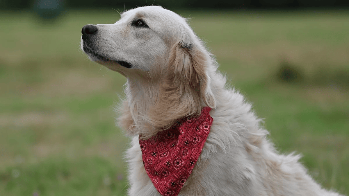 8 dog breeds that are docile and calm by nature